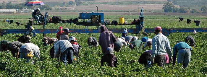 Officers identify 715 potential victims of labour exploitation in two ...